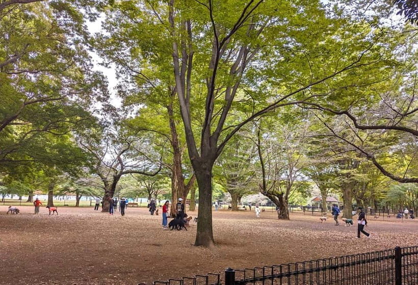 Tokyo: Private Morning Run with Sento Bath Experience - Deep Dive into the Itinerary