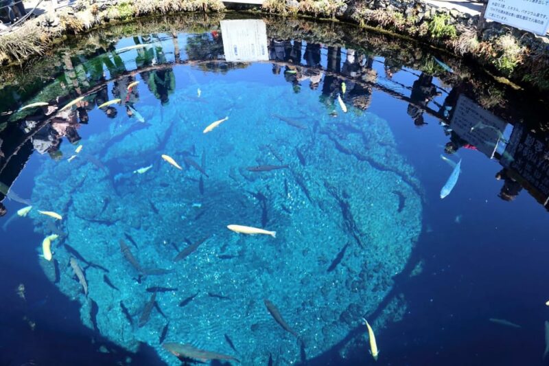 Tokyo: Private Mt.Fuji Day Trip With English-Speaking Driver - Customer Reviews and Testimonials