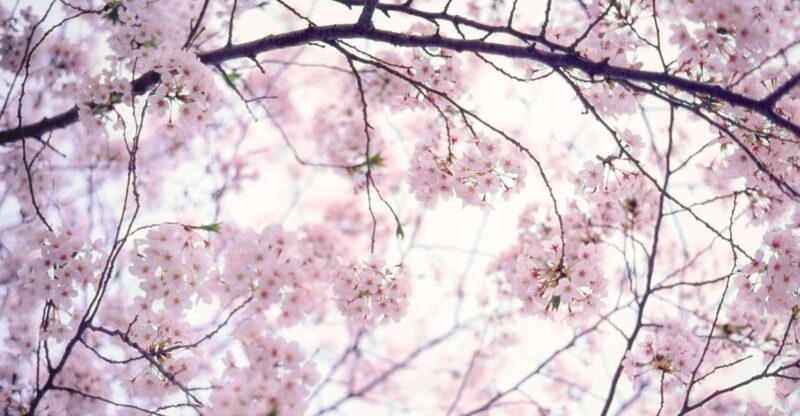 Tokyo Private Photo Tour With a Professional Photographer - Tour Structure