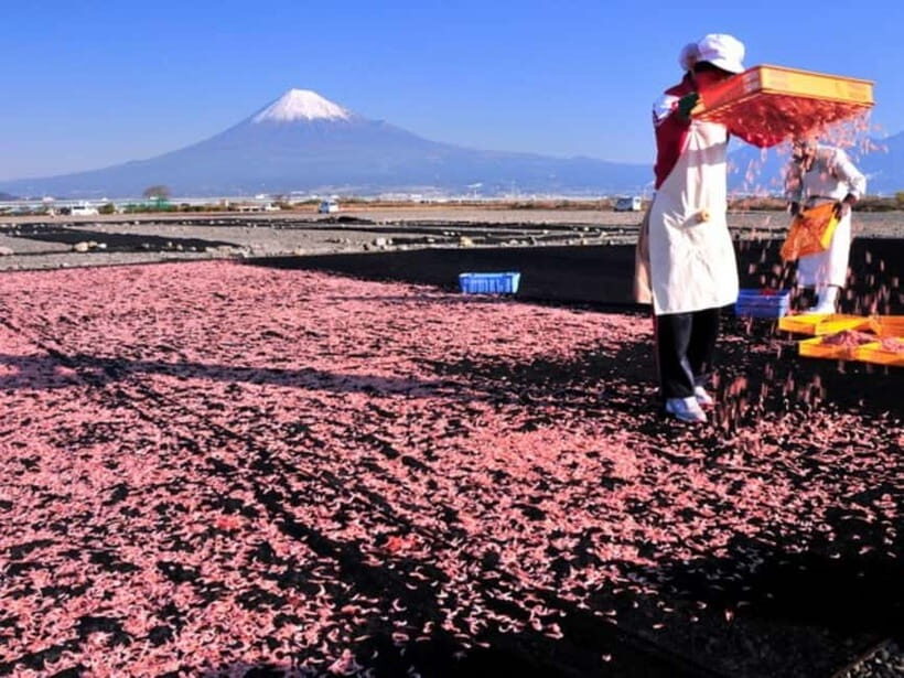 Tokyo: Shizuoka Day Trip with Kimono Photoshoot & Ukiyo-e - Practical Details and Tips