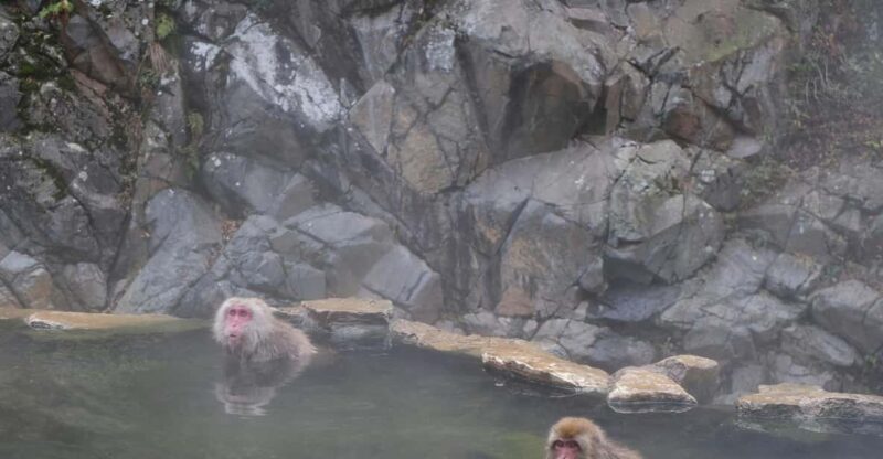 Tokyo: Snow Monkey and Zenkoji Temple Day Trip In Low Price - Key Points