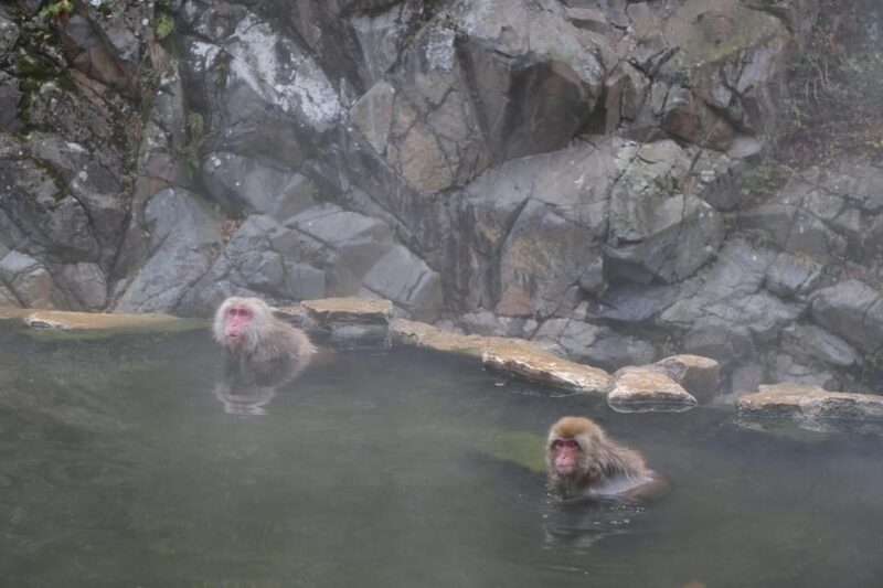 Tokyo: Snow Monkey and Zenkoji Temple Day Trip In Low Price - Itinerary and Highlights