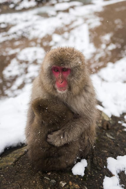 Tokyo: Snow Monkey and Zenkoji Temple Day Trip In Low Price - Transportation and Accessibility