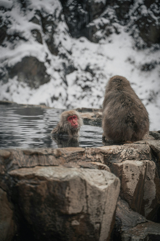 Tokyo: Snow Monkey and Zenkoji Temple Day Trip In Low Price - Scenic Drive to Nagano