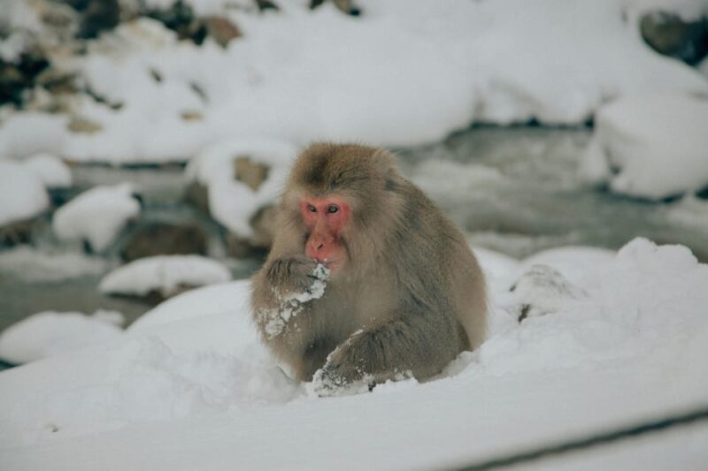 Tokyo: Snow Monkey and Zenkoji Temple Day Trip In Low Price - Visiting Zenkoji Temple and Nakamise Street