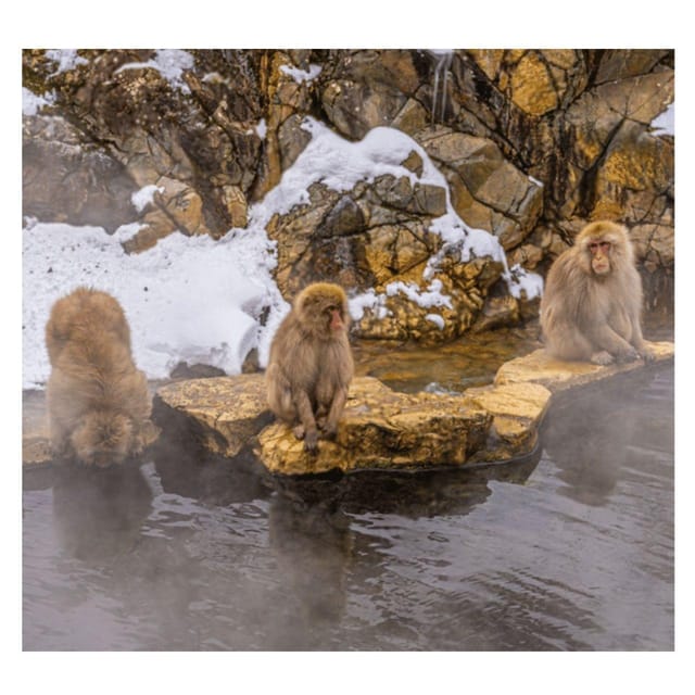 Tokyo: Snow Monkey Private Tour In Prado Low Price Guarantee - Key Points