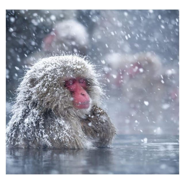 Tokyo: Snow Monkey Private Tour In Prado Low Price Guarantee - Contact and Support