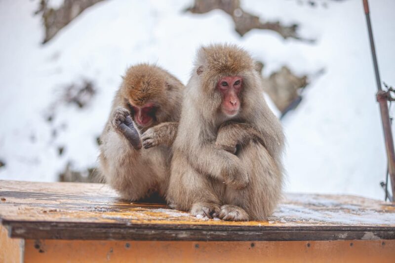 Tokyo: Snow Monkeys & Zenkoji Temple Unforgettable Day Tour - Key Points