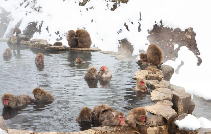 Tokyo: Snow Monkeys & Zenkoji Temple Unforgettable Day Tour - Pickup and Transportation