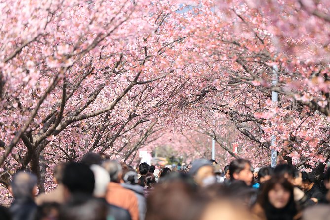 Tokyo Spring Daytime (Cherry Blossom) Food Tour - Inclusions and Exclusions