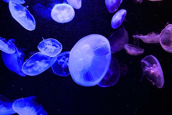 Tokyo Sumida Aquarium E-Ticket With Optional Tokyo Metro Pass - Key Points