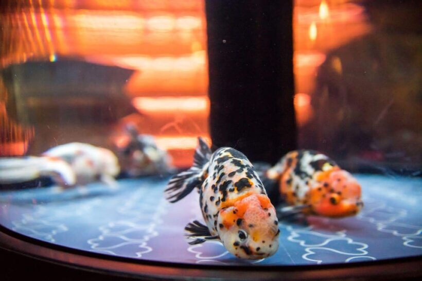 Tokyo: Sumida Aquarium Entry Ticket - Who Should Visit?