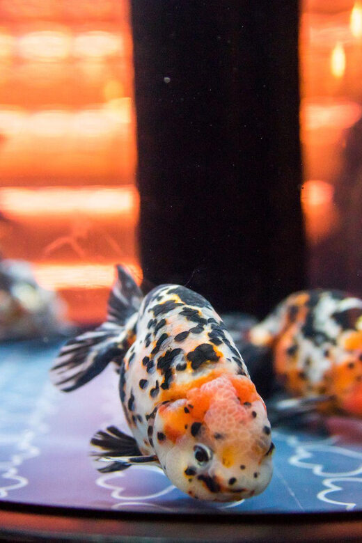 Tokyo: Sumida Aquarium Entry Ticket - The Sum Up