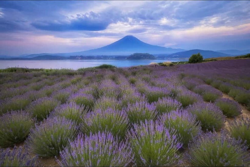 Tokyo Summer: Mt Fuji 5th Station& Kawaguchiko Lavender Trip - Introduction to the Tour Experience
