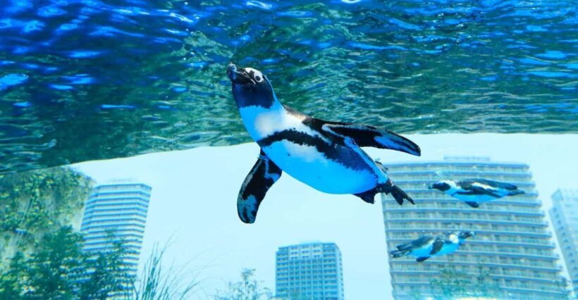 Tokyo: Sunshine Aquarium Entry Ticket - What the Reviews Say