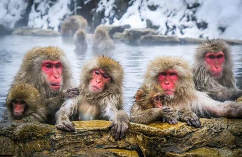 Tokyo To Nagano (Snow Monkey Zenkoji Temple Private Tour) - Itinerary Highlights