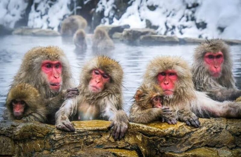 Tokyo To Nagano (Snow Monkey Zenkoji Temple Private Tour) - Booking and Cancellation Policy