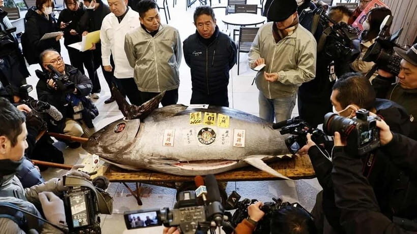 Tokyo: Toyosu Tuna Auction+Seafood Breakfast/Tsukiji Stroll - Key Points