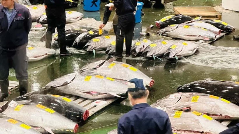 Tokyo: Toyosu Tuna Auction+Seafood Breakfast/Tsukiji Stroll - An In-Depth Look at the Experience
