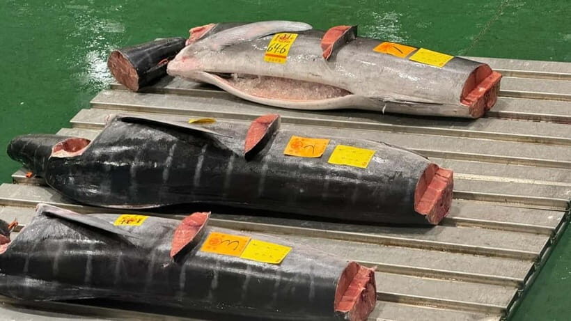Tokyo: Toyosu Tuna Auction+Seafood Breakfast/Tsukiji Stroll - The Seafood Breakfast at Toyosu