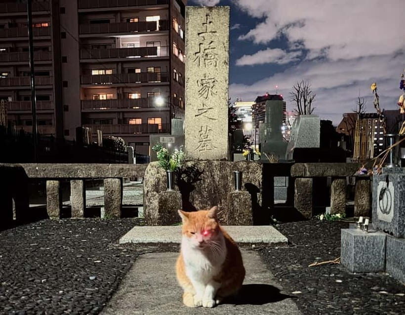Tokyo: True Crime And Ghost Stories Tour - An In-Depth Look at the Tour Experience