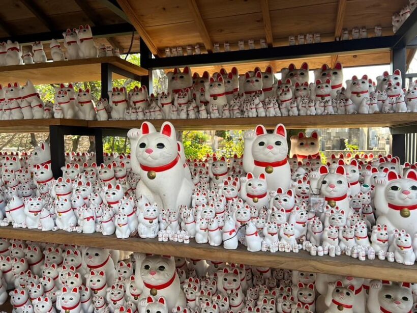 Tokyo:An Unique temple Walking Tour for cat lovers - Authenticity and Value