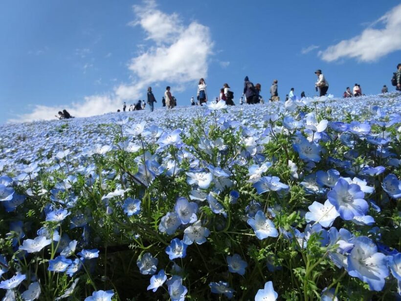 Tokyo:Hitachi seaside Park/Oarai isosaki shrine private tour - Exploring Hitachi Seaside Park