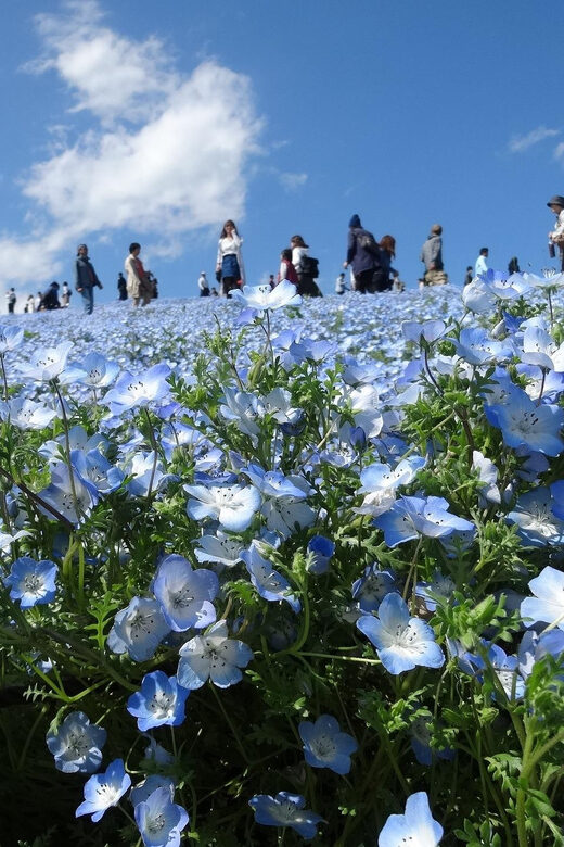 Tokyo:Hitachi seaside Park/Oarai isosaki shrine private tour - The Practicalities: Comfort and Convenience