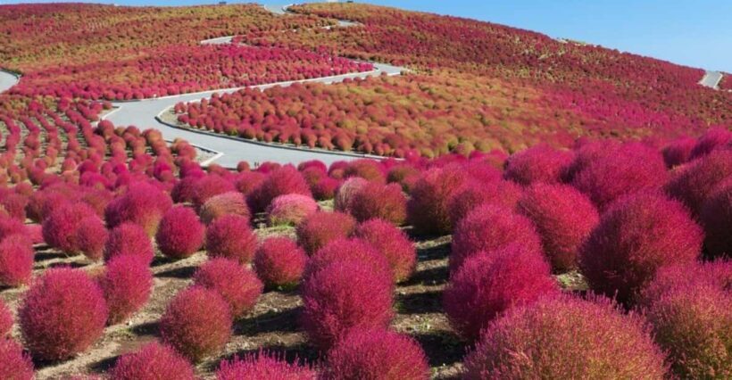 Tokyo:Hitachi seaside Park/Oarai isosaki shrine private tour - What to Bring and Tips