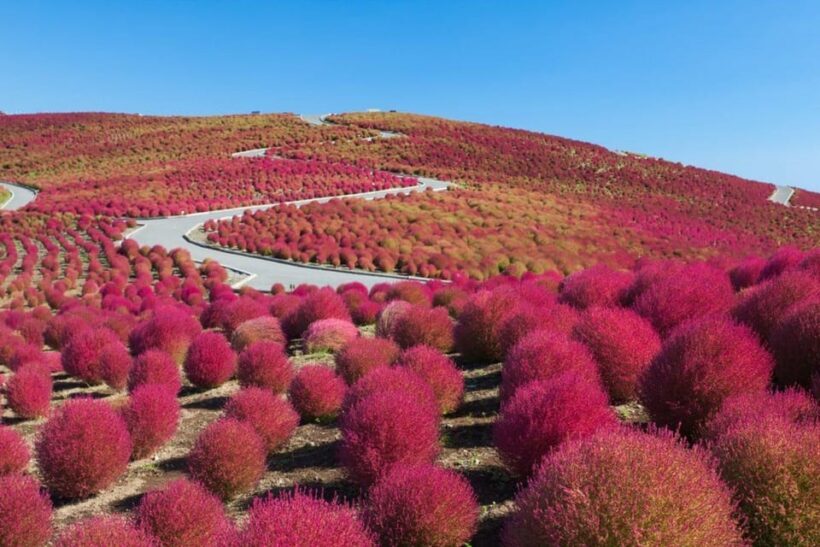Tokyo:Hitachi seaside Park/Oarai isosaki shrine private tour - Overall Value and Suitability