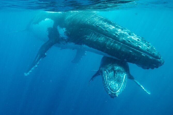 Tonga Holiday V Island Tours - Fixed Prices BEST VALUE - Who Should Consider This Tour?