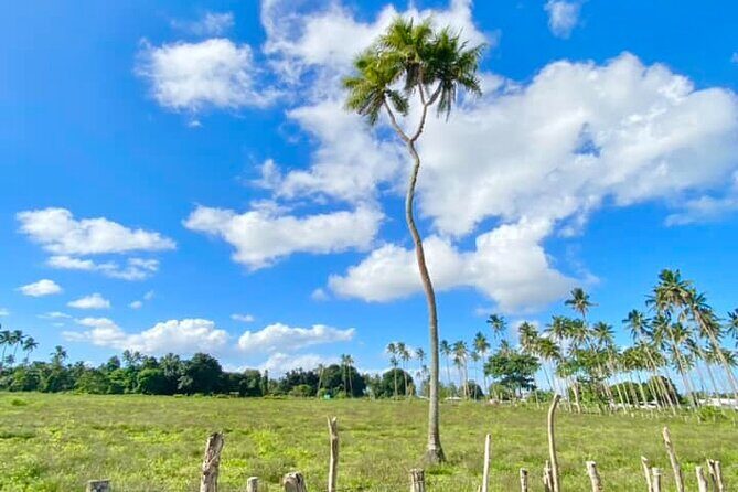Tongatapu Island Tour - An Introduction to the Tongatapu Tour