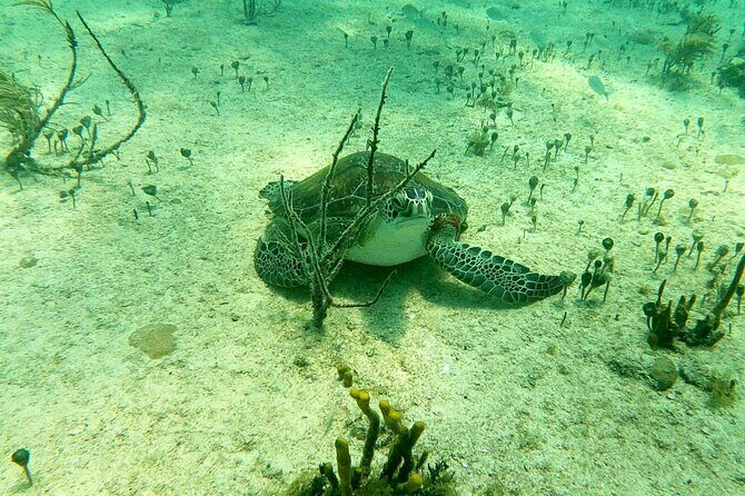 Top 4 Snorkeling Adventures in Bimini - Final Thoughts: Is This Tour for You?