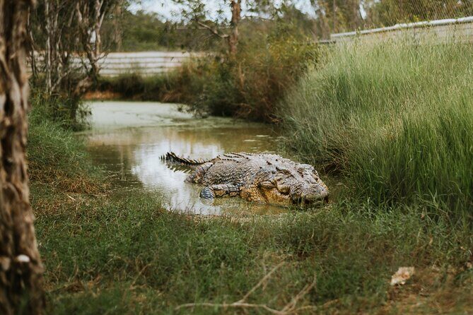 Top End Safari Camp Day Tour - What Travelers Say