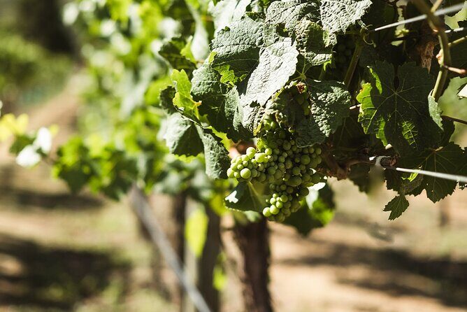 Top Rated Afternoon Wine & Beer Tour & Platters Included - The Sum Up: Is It Worth It?