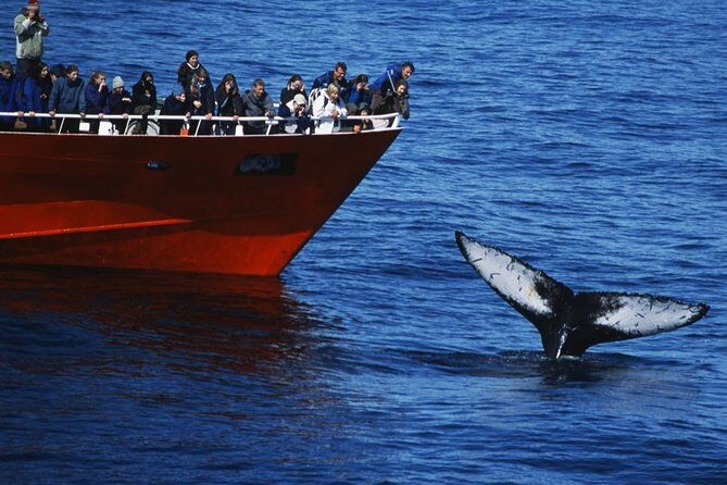 Top-Rated Snorkeling in Silfra & Whale Watching | Self-Drive from Reykjavik - Final Thoughts: Is This Tour for You?