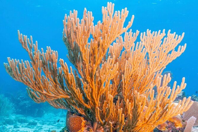 Top Snorkeling Experience in Puerto Morelos Reef - An In-Depth Look at the Puerto Morelos Reef Snorkeling Tour