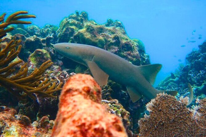 Top Snorkeling Experience in Puerto Morelos Reef - Frequently Asked Questions