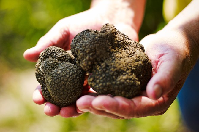 TOP TRUFFLES & WINE - Hunting & Tasting in Istria, Slovenia - Discover the Unique Charm of Truffle Hunting & Tasting in Slovenian Istria