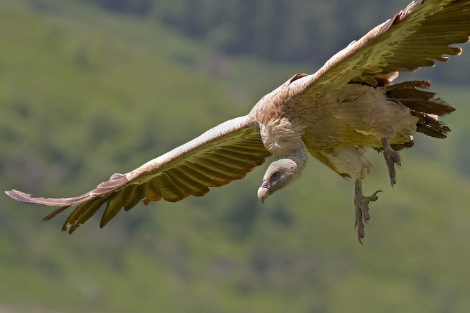 Torcal De Antequera Hiking Tour From Málaga - Participant Feedback