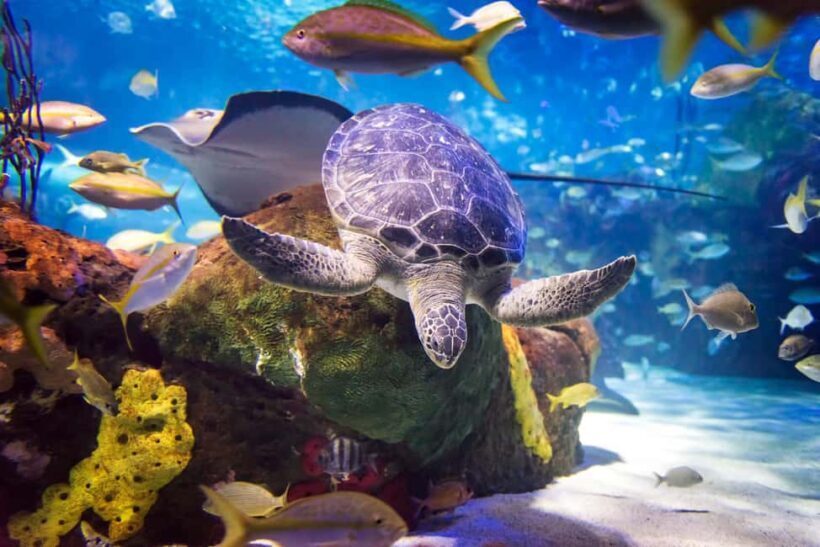 Toronto CityPASS®: Save up to 38% at 5 Top Attractions - Key Points