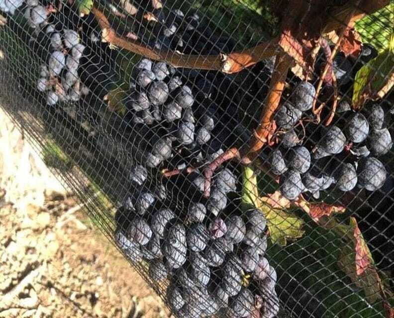 Toronto: Private Wine Tour to Niagara-on-the-Lake - The Sum Up