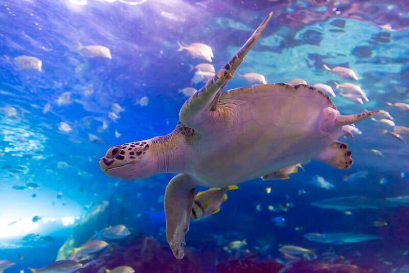 Toronto: Ripley's Aquarium of Canada Entry Ticket - Authentic Experiences from Visitors