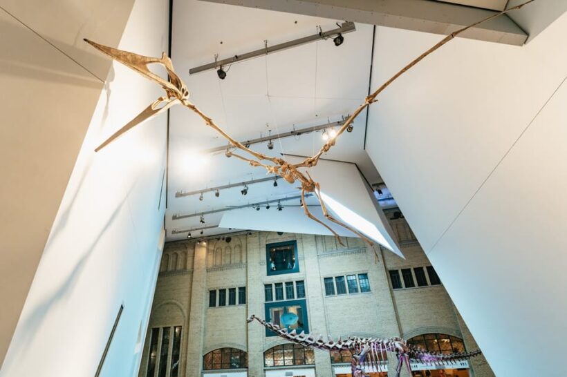 Toronto: Royal Ontario Museum Admission Ticket - The Bottom Line: Who Should Visit?