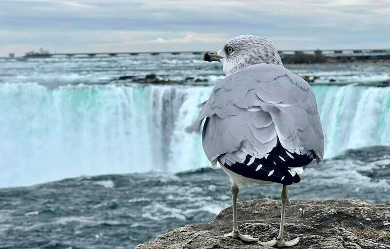 Toronto: Winter Niagara Falls Tour with Attractions Package - Why You’ll Love This Tour