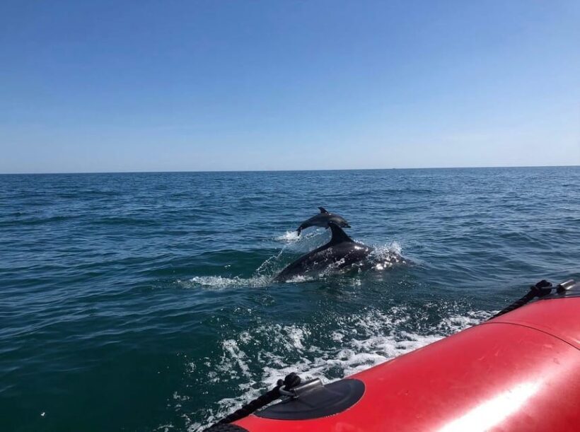 Torquay: 1-Hour Coastal Explorer Boat Trip - Key Points