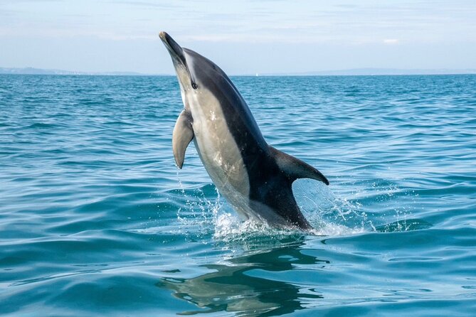 Torquay Coastal RIB Seafari - Introduction