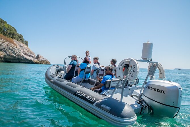 Torquay Coastal RIB Seafari - An Authentic Water-Based Adventure
