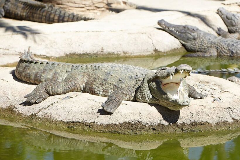 Torremolinos: Crocodile Park Entrance Ticket - The Experience in Context