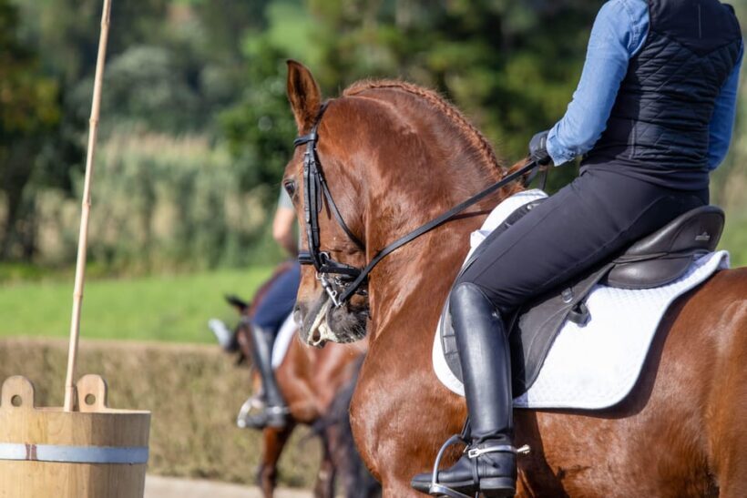 Torremolinos: Guided tour to stables of El Ranchito - Authentic Reviews and Traveler Feedback
